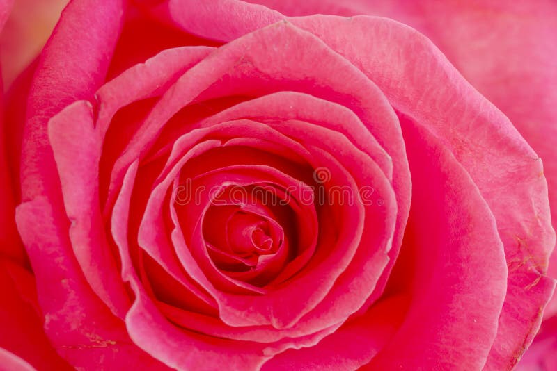 Close Up of Inside of Pink Rose Stock Photo - Image of love, beauty ...