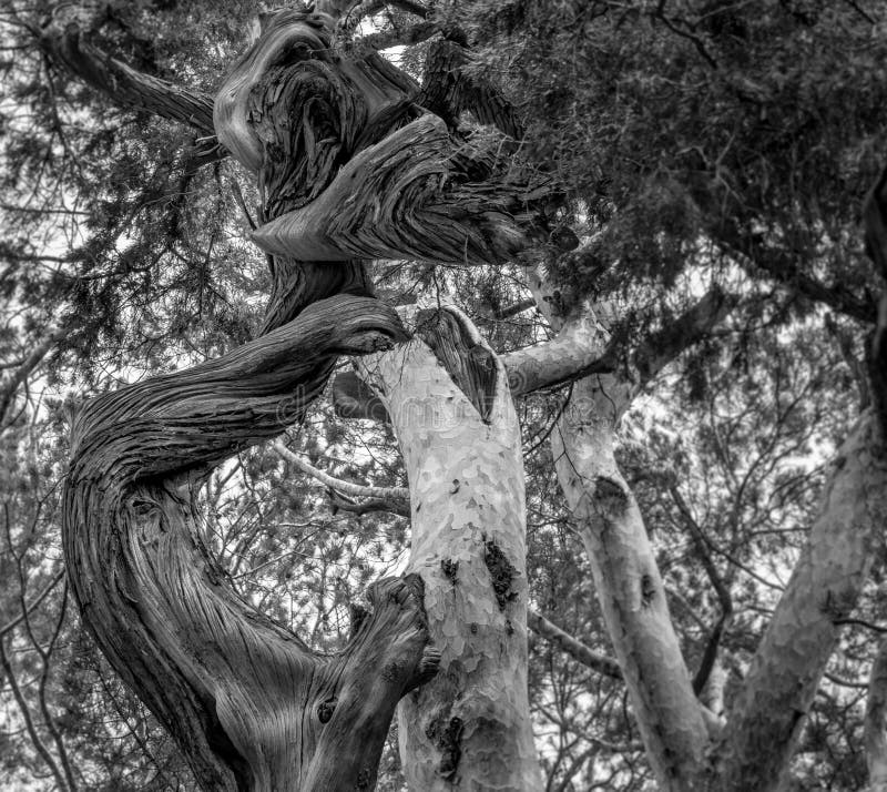 Curves and lines in nature stock photo. Image of white - 83089604