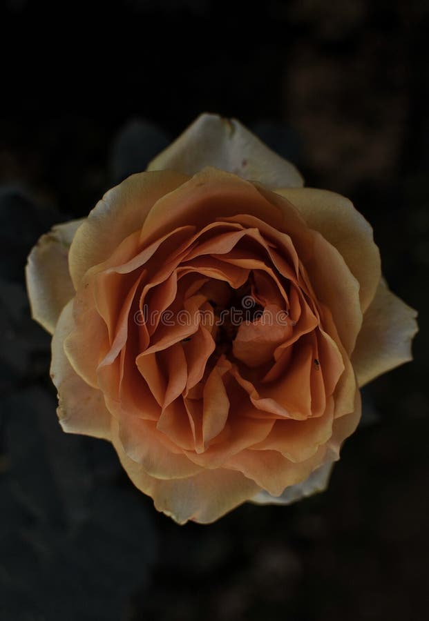 Curves of a Rose stock photo. Image of curves, rose - 110049250