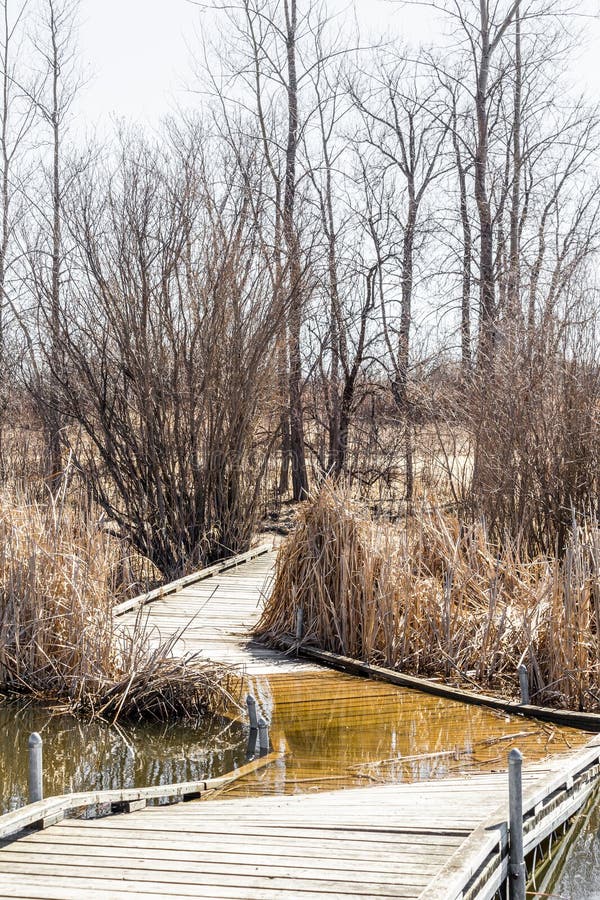 Curving Boardwalk through a Springtime Marsh Stock Image - Image of ...