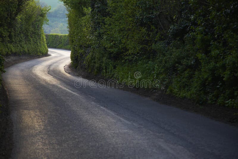 Curving Country Road through Thick Forest Stock Photo - Image of ...