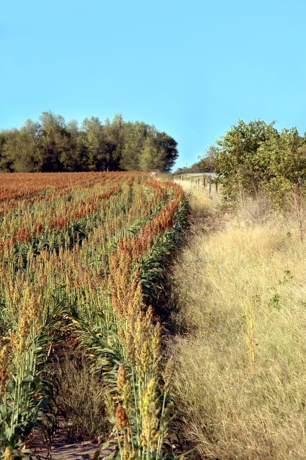 Curving Field of Milo stock photo. Image of harvesting - 3666442