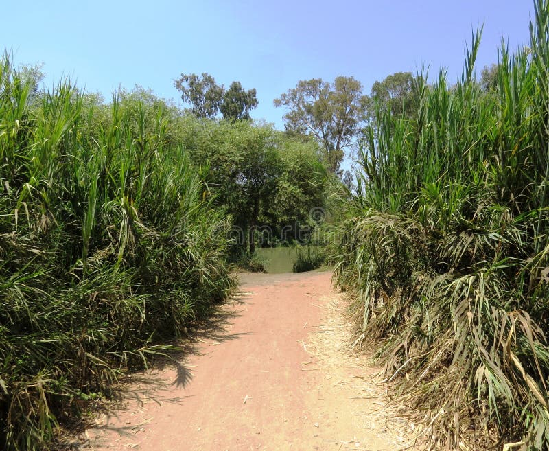 Path in the bushes stock photo. Image of track, shows - 136927932