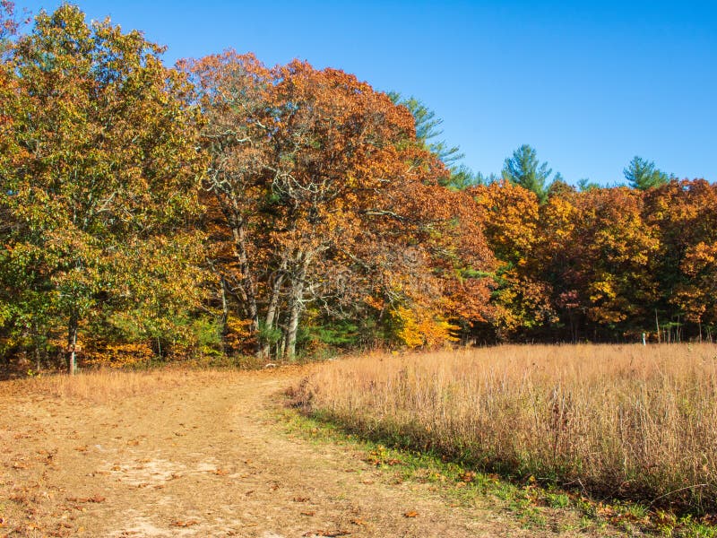 Curving Path between a Meadow and a Forest Stock Photo - Image of ...