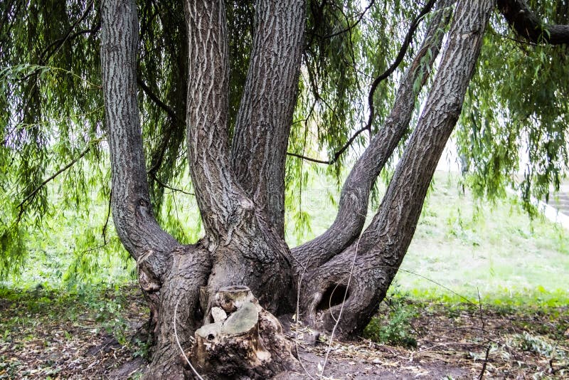 A Curving Tree in the Park. Nature. Green Leaves. Green Background ...