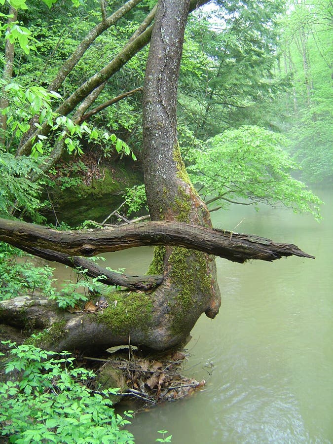 Curving Tree Trunk with Pointing Log on River Stock Photo - Image of ...