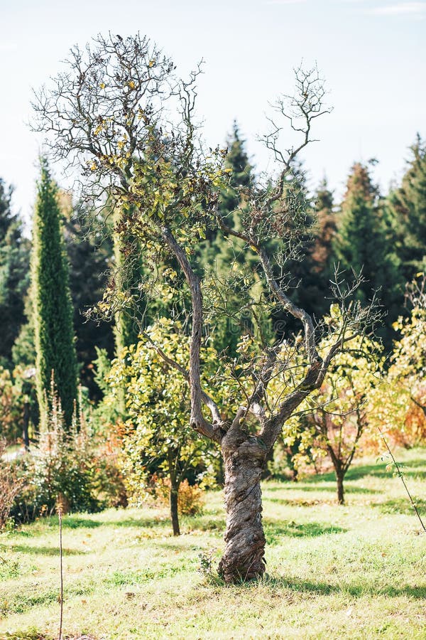 980 Red Curvy Tree Stock Photos - Free & Royalty-Free Stock Photos from ...