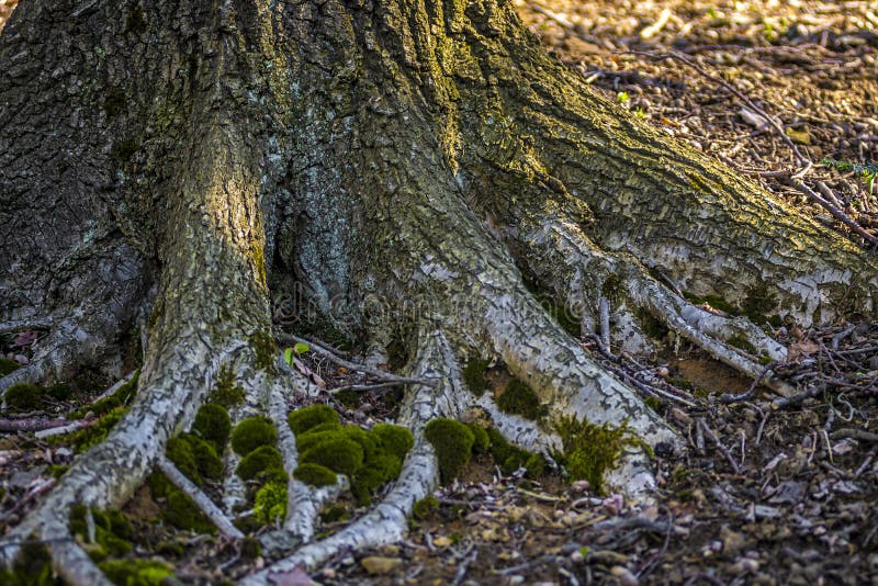 Curvy Deciduous Tree Roots Closeup Stock Photo - Image of focus, plant ...