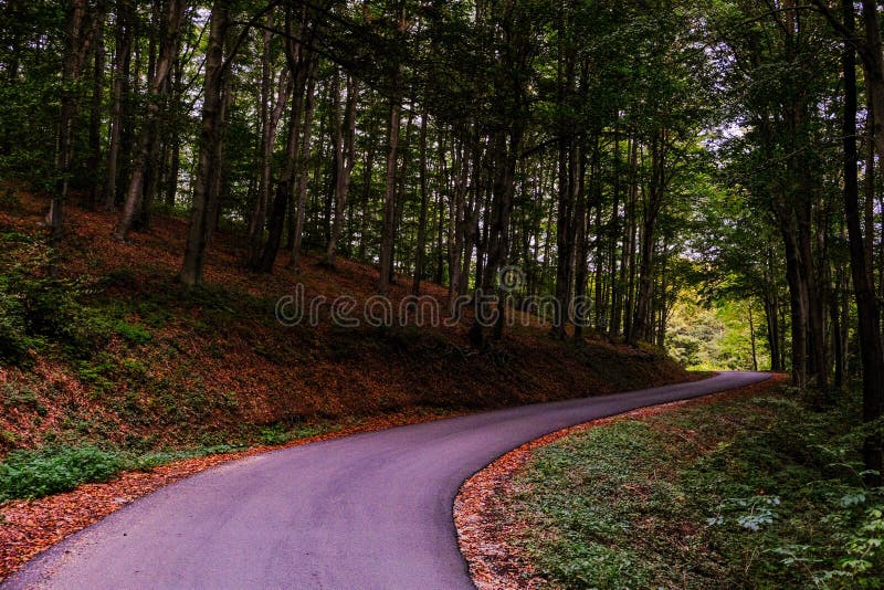 Curvy Highway Road in the Green Woods in Bukulja Mountain Stock Image ...