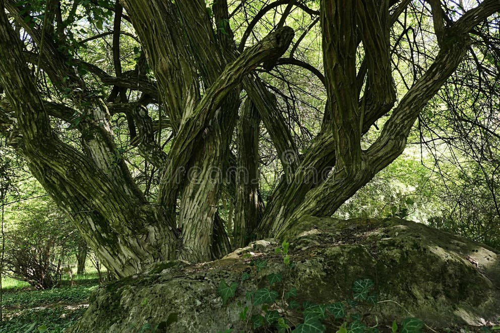 Curvy Multiple Trunks of a Broadleaf Tree, Possibly of Euonymus Genus ...