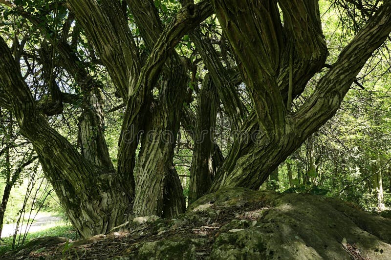 Curvy Multiple Trunks of a Broadleaf Tree, Possibly of Euonymus Genus ...