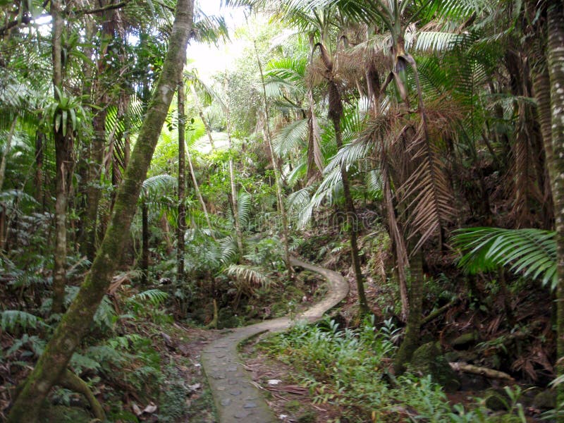 Hiking the Rain Forest stock photo. Image of photographer - 1295074