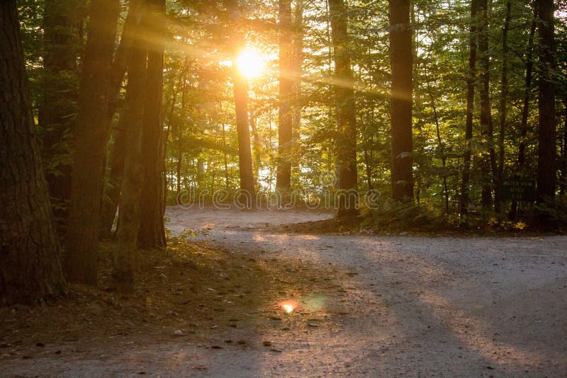 Curvy Forest Path Woods Sun Rays Mist Stock Photos - Free & Royalty ...
