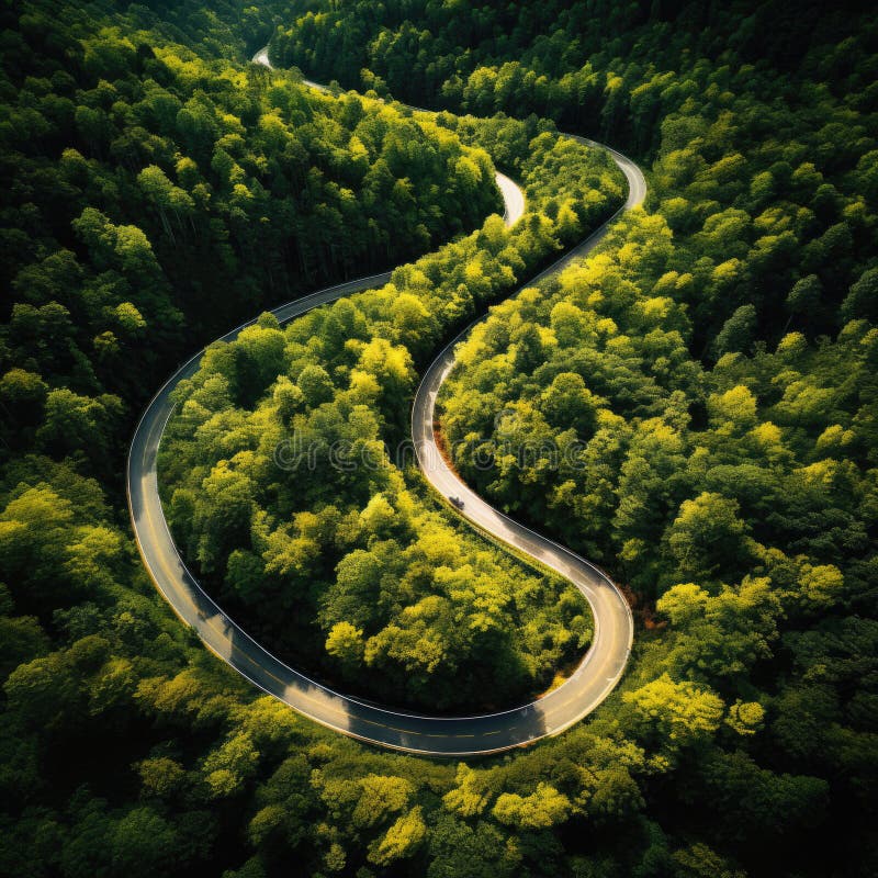 Curvy Road in Summer Pine Forest. Green Summer Forest Stock Image - Image of trees, woods: 293385367
