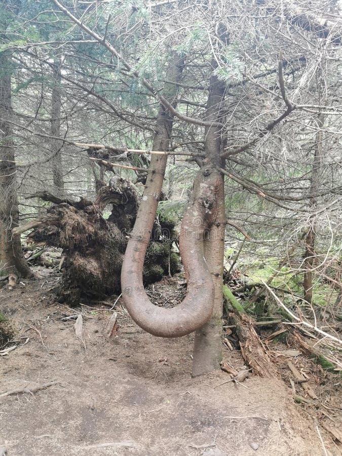 The curvy Tree stock image. Image of animal, wildlife - 186792081