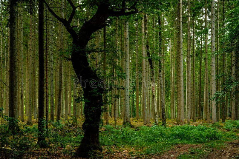 A Curvy Tree Amongst Normal Trees in the Forest Stock Image - Image of ...