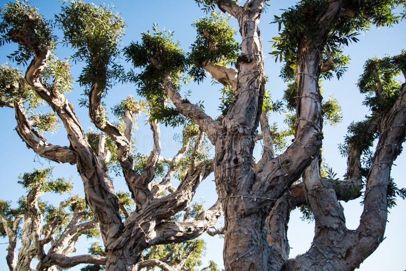 Curvy tree branches stock photo. Image of calm, camera - 88791238