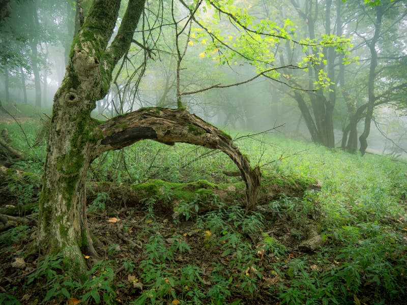 Curvy tree in misty forest stock photo. Image of nature - 249815168