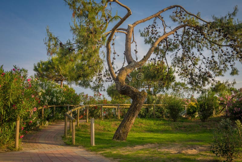 Curvy Tree Near the Bridge in the Park Stock Image - Image of outdoors ...