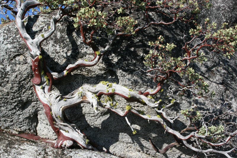 Curvy tree on the rock stock image. Image of bent, tree - 10769581