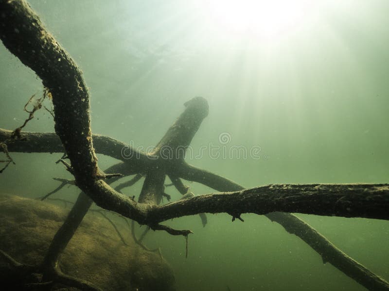 Curvy Tree Stump Underwater in Forest Lake Stock Photo - Image of trunk ...