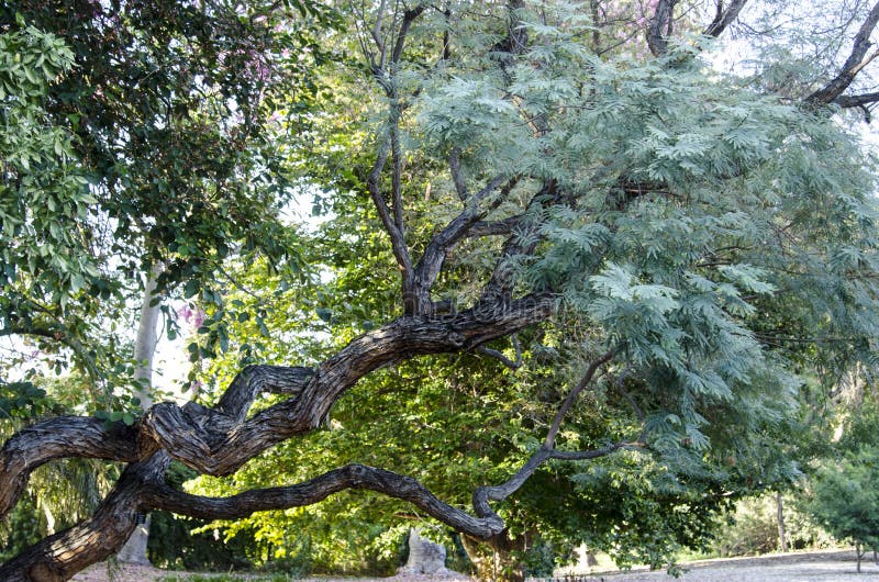 539 Curvy Tree Trunk Stock Photos - Free & Royalty-Free Stock Photos ...