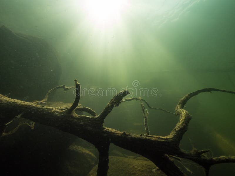 Curvy Tree Trunk Underwater in Forest Lake Stock Image - Image of trunk ...