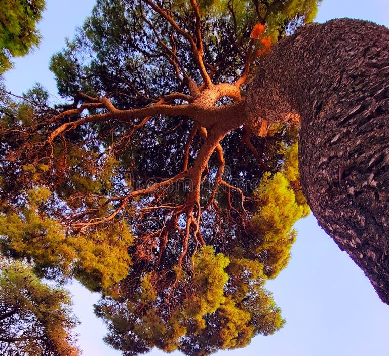 Curvy Tree with Wide Canopy at Park in Zadar Stock Photo - Image of ...