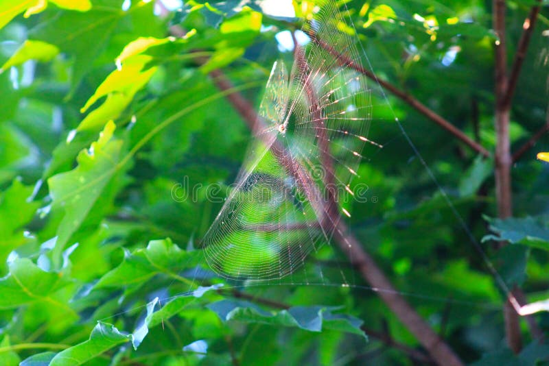 Curvy Web stock photo. Image of curved, wind, blowing - 42884334