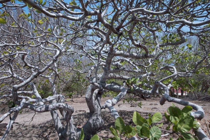 Funky Trees Near the Grand Canyon Stock Image - Image of branches ...