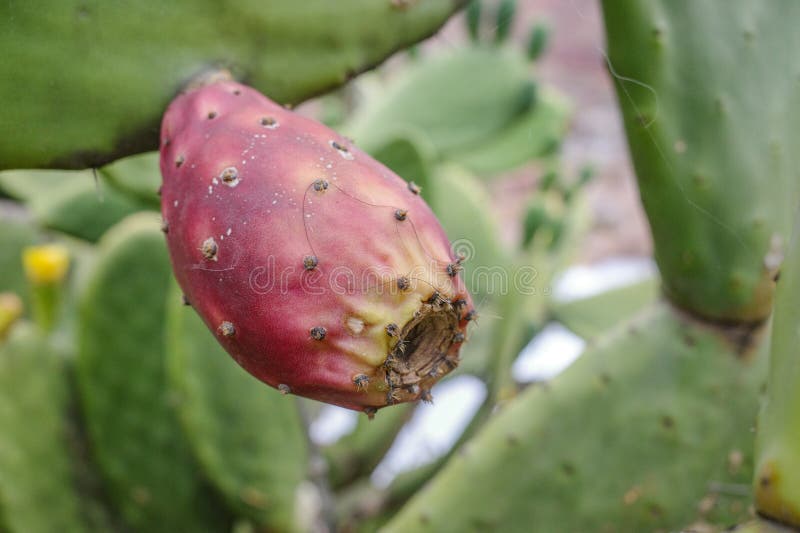Cusco, Peru - Dec 3, 2022: Prickly Pear Cactus or Opuntia Field Stock ...