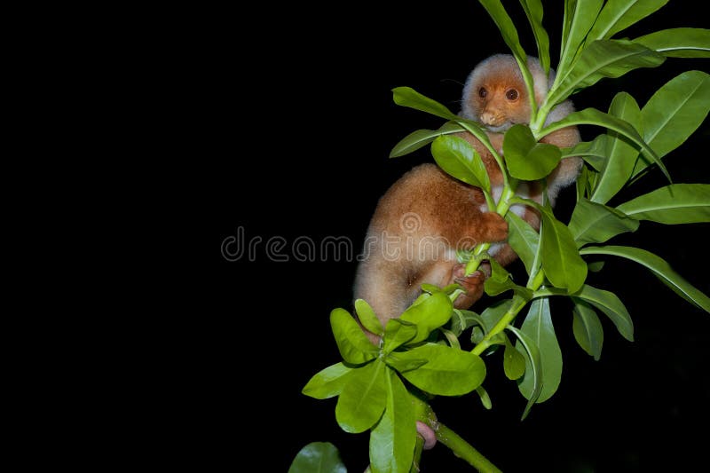 Cuscus Indonesian Endemic Monkey Stock Image - Image of cute, hairy ...