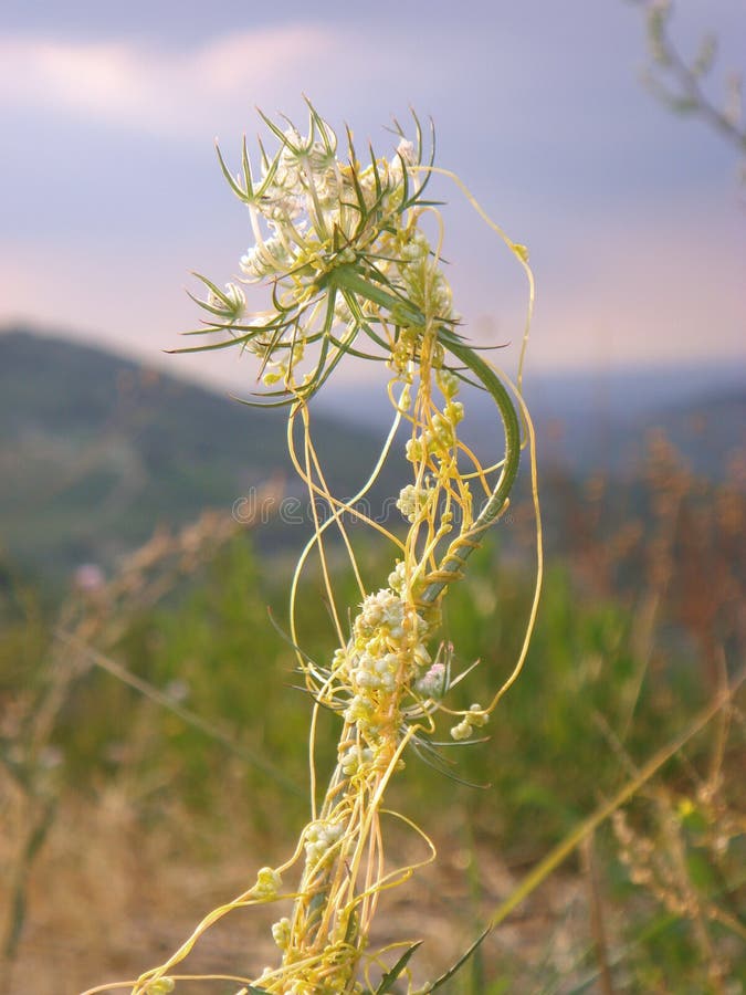 Cuscuta Campestris Close Up Stock Image - Image of environment ...