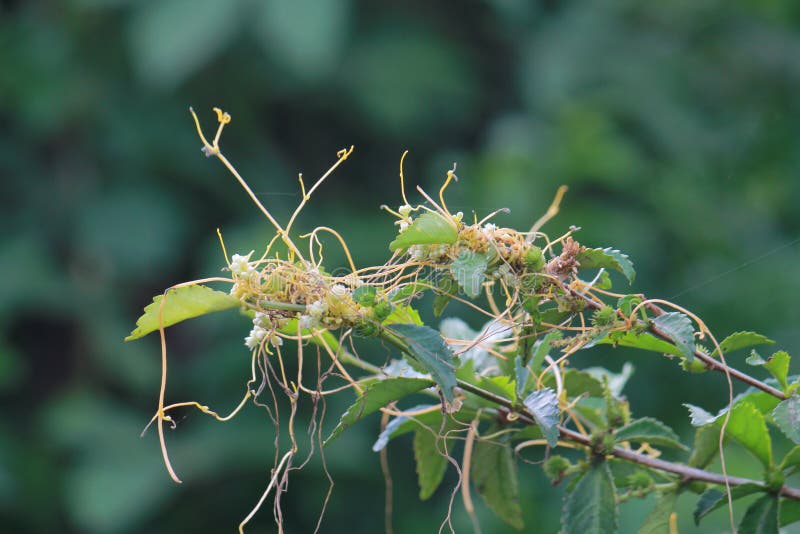 Tendrils of the Field Dodder Parasite (Cuscuta Campestris) Propagate on ...