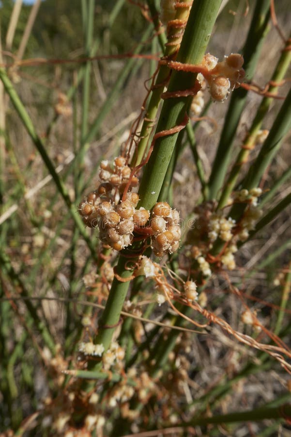 Cuscuta Campestris Close Up Stock Photo - Image of botanical ...