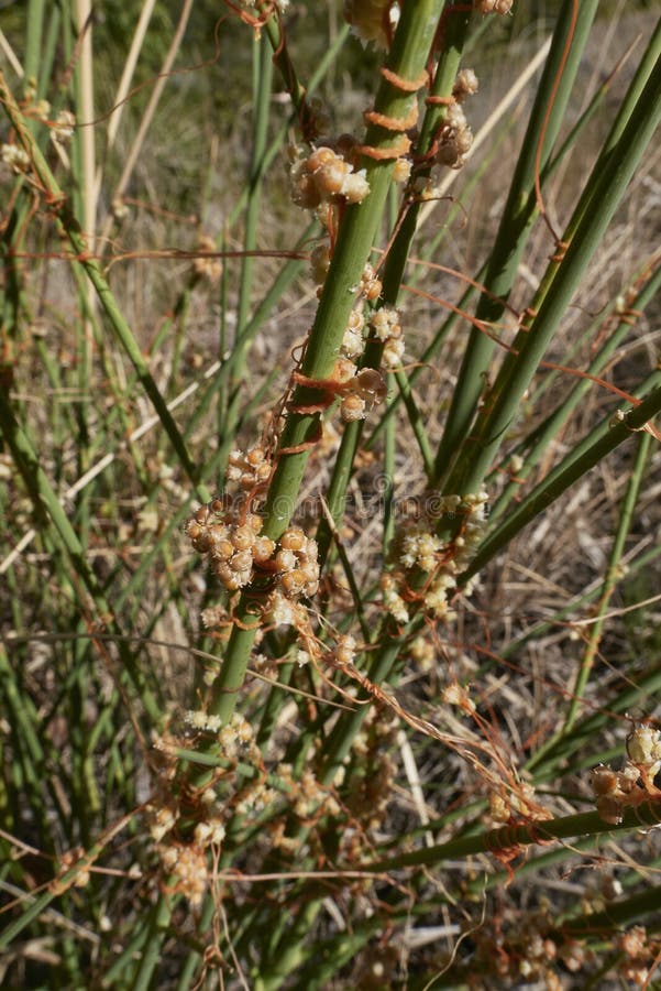 Cuscuta Campestris Close Up Stock Photo - Image of outdoor, botanical ...