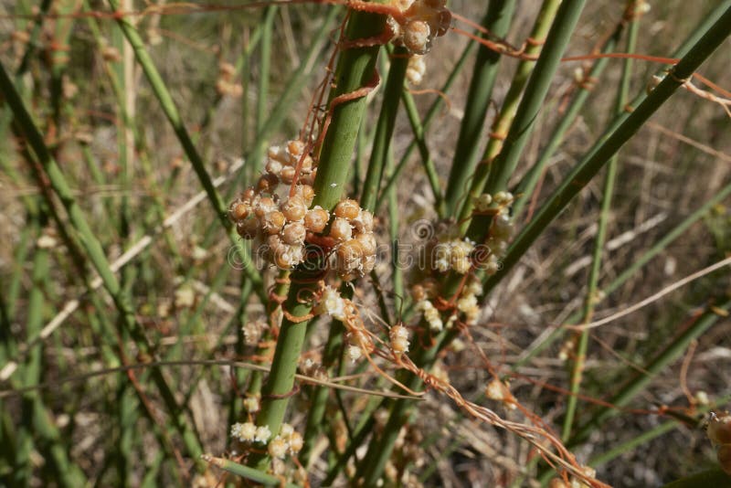 Cuscuta Campestris Close Up Stock Image - Image of summer, flora: 269239797