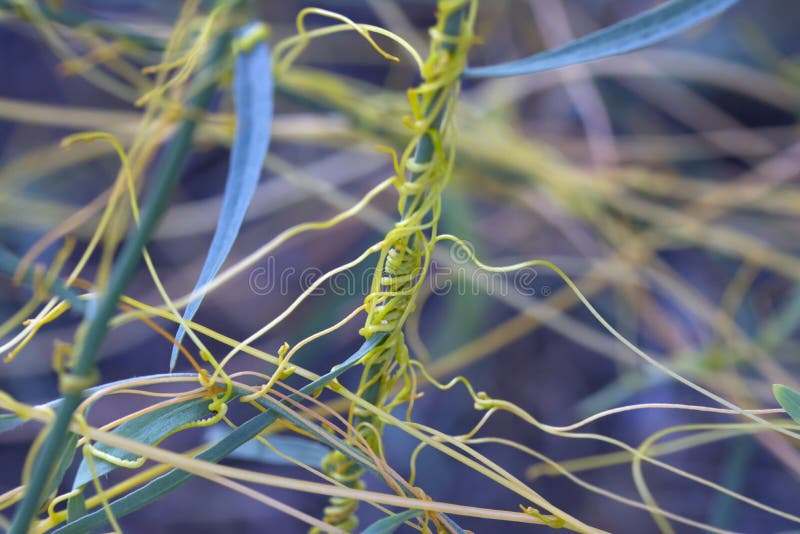Cuscuta, Dodder, Parasitic Plant Stock Image - Image of green, fresh ...