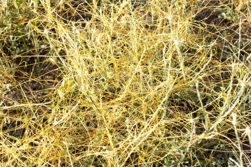 Cuscuta, Dodder, Parasitic Plant Stock Photo - Image of agriculture ...