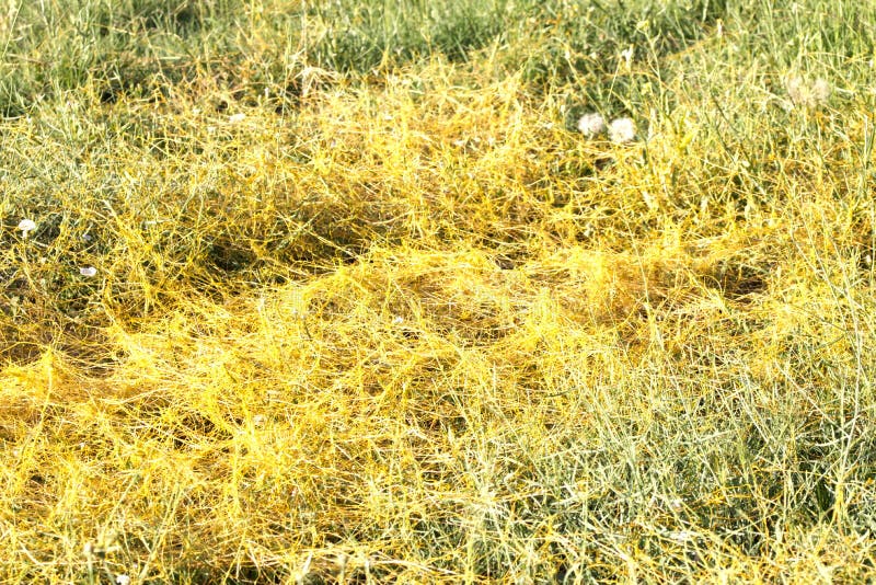Cuscuta, Dodder, Parasitic Plant Stock Image - Image of yellow, healthy ...