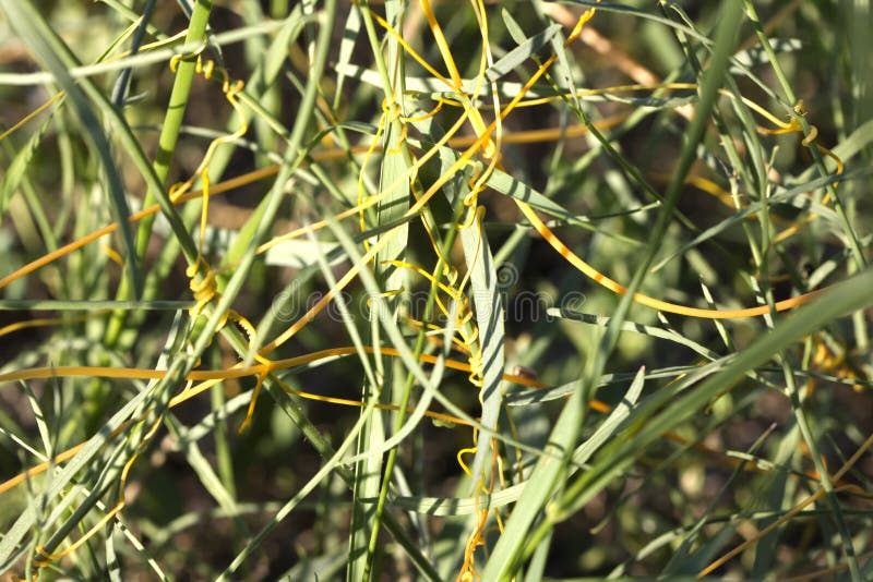 Cuscuta, Dodder, Parasitic Plant Stock Image - Image of tropical ...