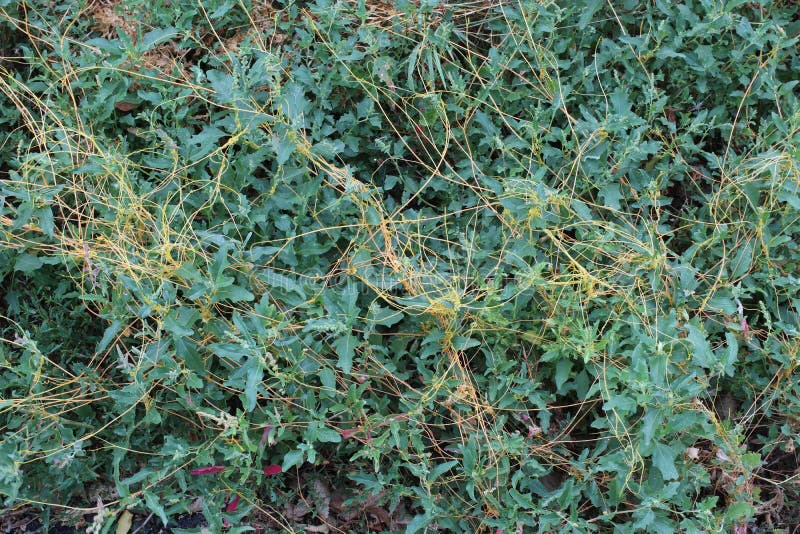 Cuscuta Alfalfa Machine