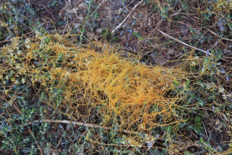 Cuscuta Dodder Strangle Weed Devil S Guts Stock Image - Image of ...