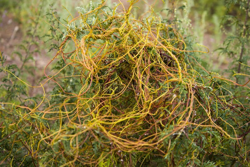 Cuscuta Europaea / Cuscutaceae Stock Photo - Image of plant, herbal ...