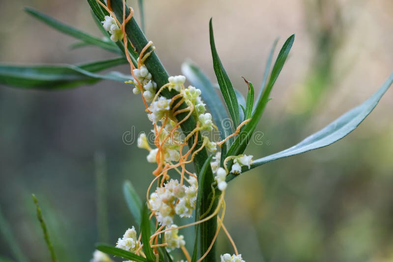 Cuscuta in Flower, Cuscuta Chinensis, Cuscuta, Dodder Stock Photo ...