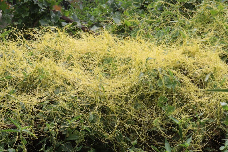 Cuscuta Reflexa Plant Stock Photos - Free & Royalty-Free Stock Photos ...