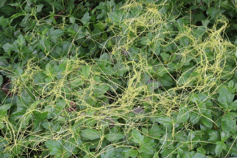 Cuscuta Reflexa Plant Stock Photos - Free & Royalty-Free Stock Photos ...