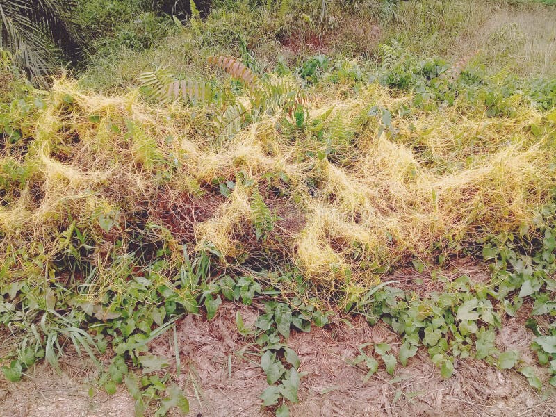 Cuscuta sp. image stock. Image du nature - 159613717