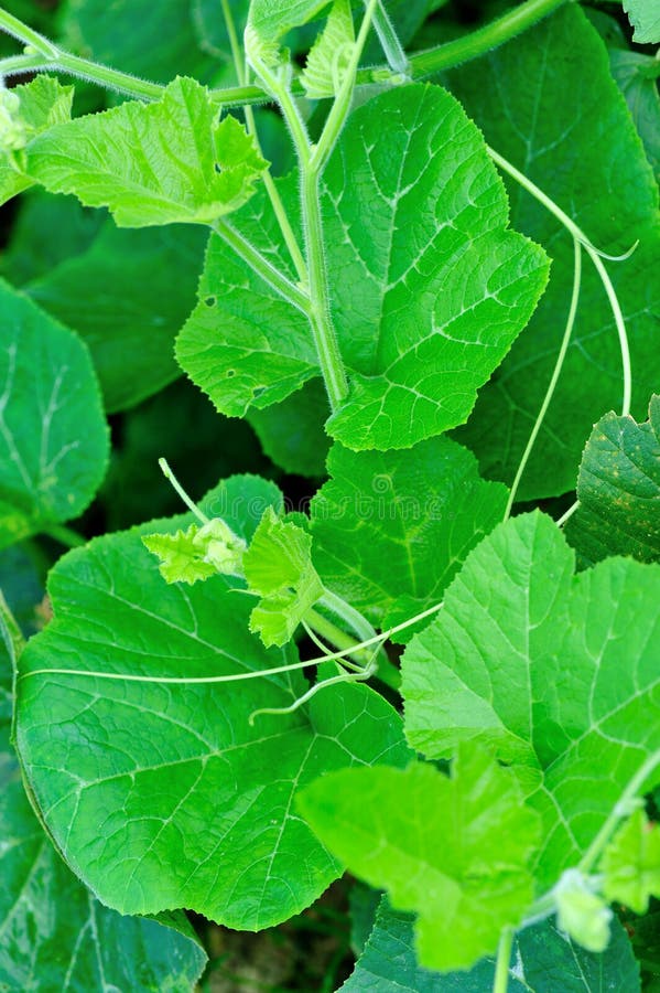 Cushaw stem stock image. Image of plant, color, vegetable - 32351037