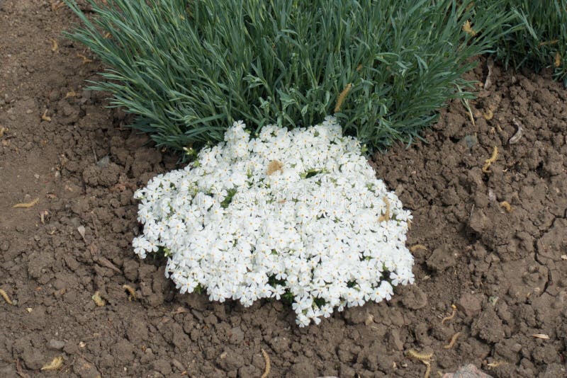 Cushion of Flowering White Creeping Phlox Stock Photo - Image of green ...